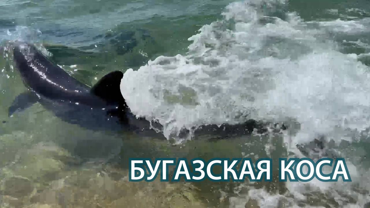 Бугазская коса, Анапа ? |15.08.2023