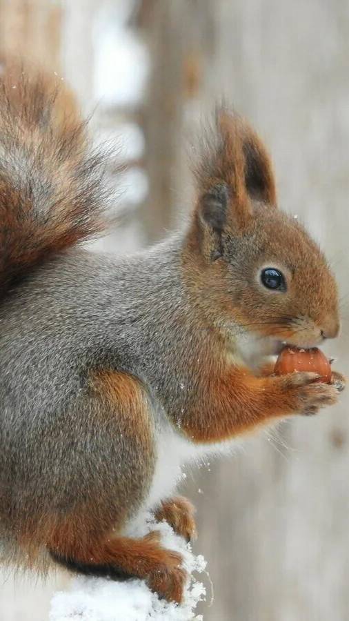 Белка MSU 2.0  #2024 #белка #животные #msu