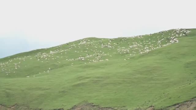 Итоги 2022 года. Животноводство