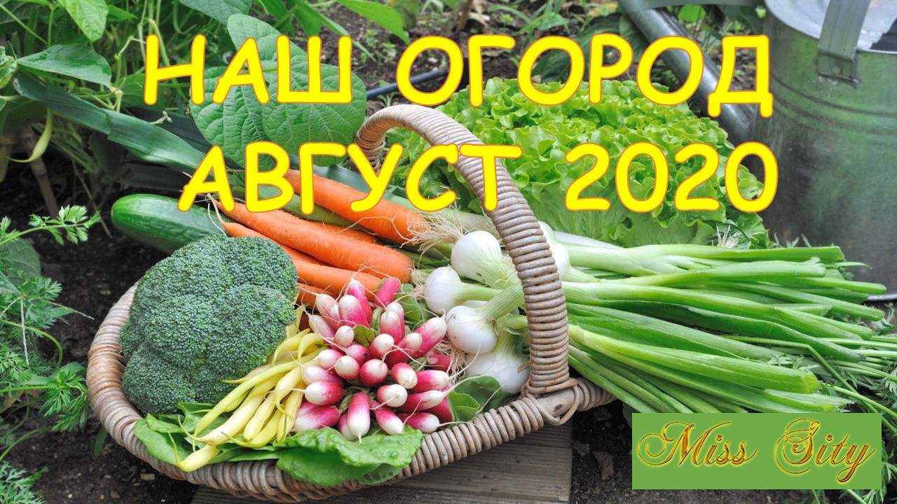 ?НАШ ШИКАРНЫЙ УРОЖАЙ ?АВГУСТ 2020?