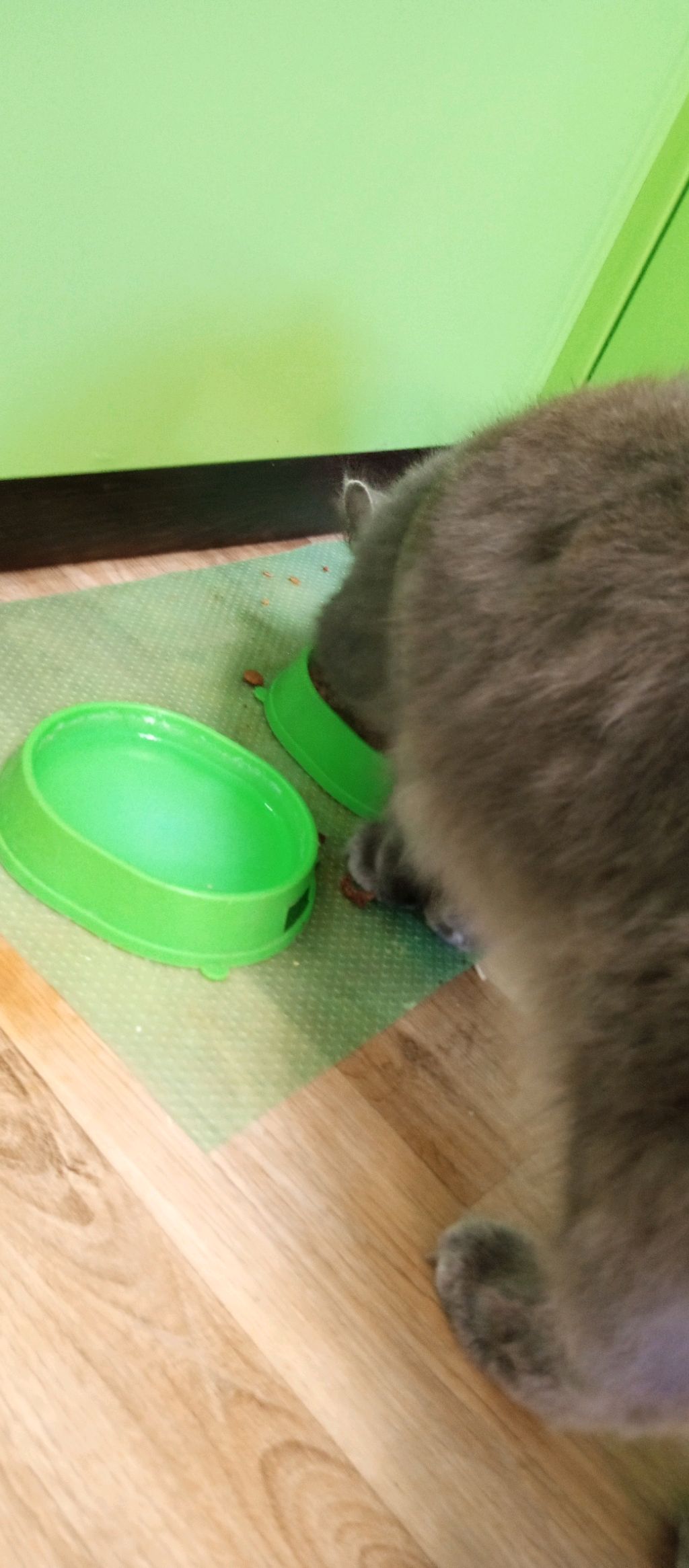 Дымка кушает