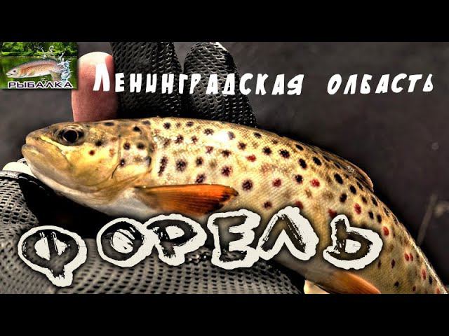Форель малой реки. Рыбалка в Ленинградской области. Апрель 2020.
