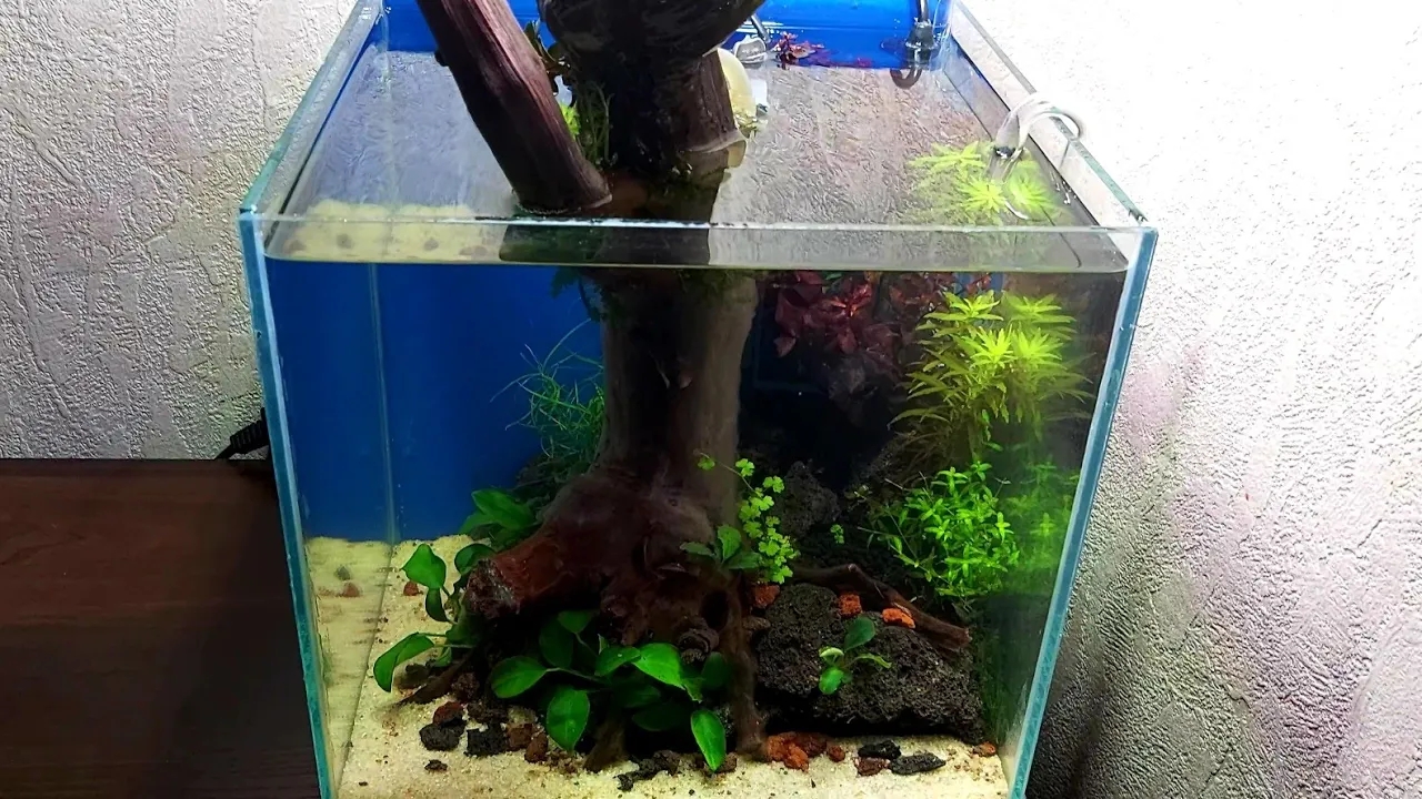 Запуск нано аквариума-инсулариума. Часть 2. Посадка растений. Оборудование. Первые гидробионты.