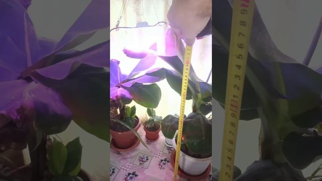 Банан в домашних условиях