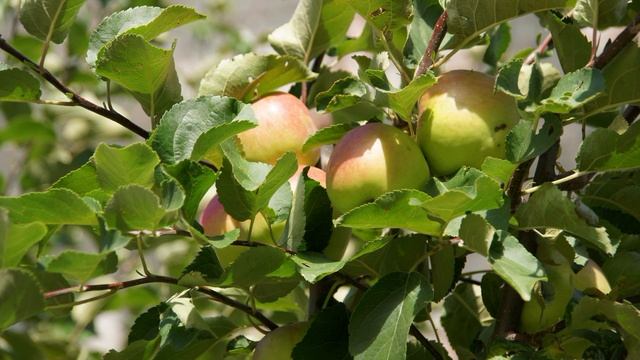 Теряево часть 5 фото.mpg