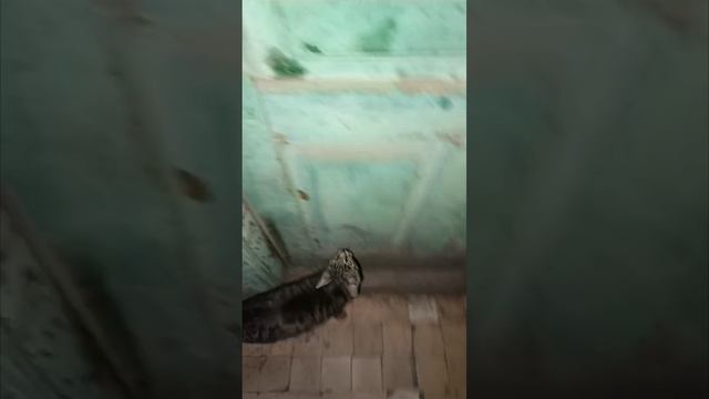 После прогулки мой котик спать)