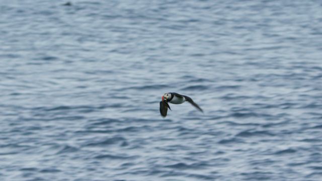 Голубая планета 2 6 серия «Побережья» (документальный сериал, 2017)