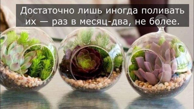 МИНИАТЮРНЫЙ САД ДОМА - ФЛОРАРИУМ