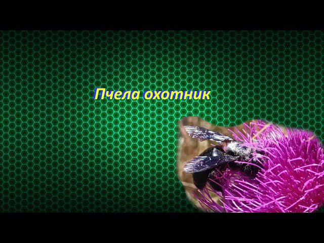 Пчела Охотник / насекомые / полностью чёрный шмель