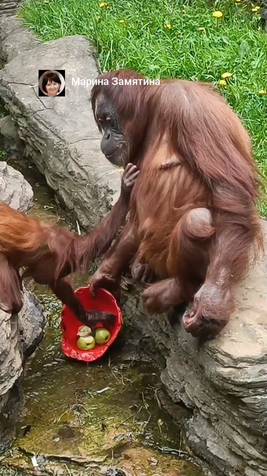 Орангутан Чава моет яблоки.