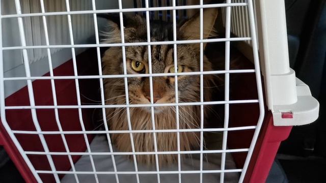 Едем в ветеринарку