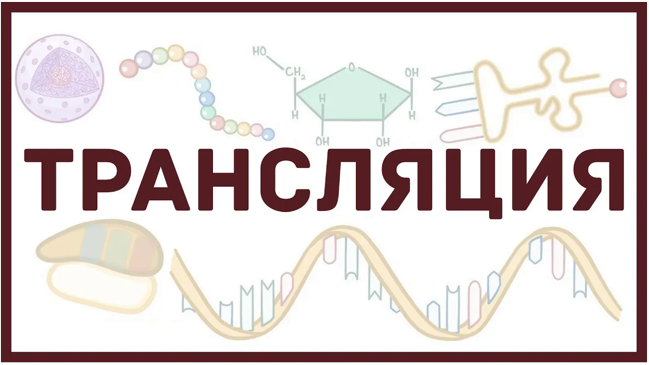 Трансляция РНК ｜ синтез белка, биология и физиология клетки