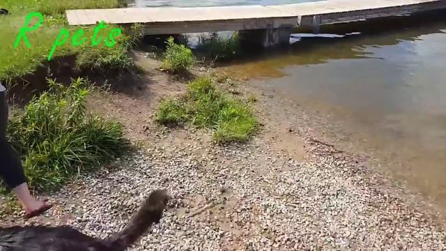 Забавные видеосюжеты с собаками