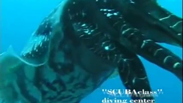 Дайвинг в Австралии.wmv