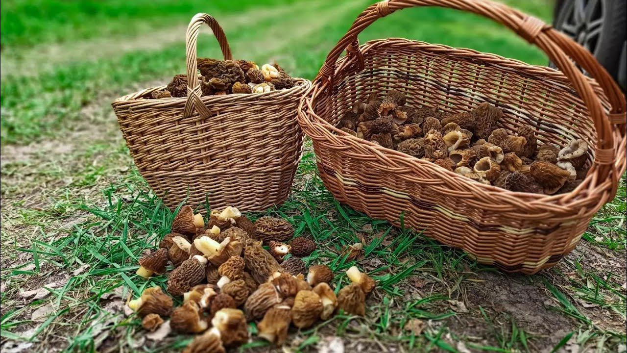 ПЕРВЫЕ СМОРЧКИ! Сморчковой шапочки немерено! грибы ВЕЗДЕ, на каждом шагу.