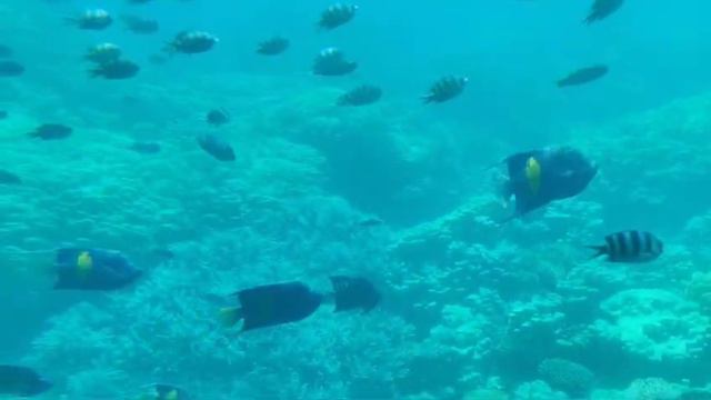 Я в батискафе ( Египет хургада )