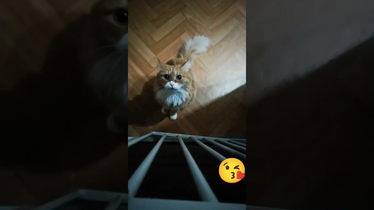 Перепрыгнет?🤔☺️