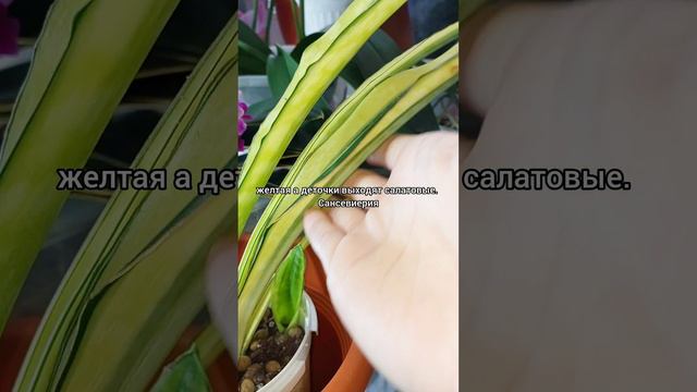 Беби-бум среди САНСЕВИЕРИЙ🌱Лорен🌸Ханни Голд🌱Бентель сенсейшен🌸 #цветы #растения #тещинязык #shor