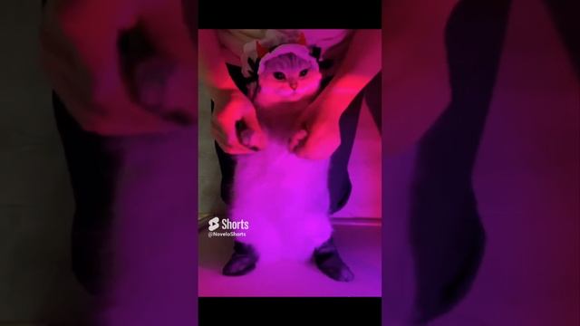 Котёнок 2023, танцы, часть № 8