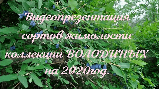 Видеопрезентация сортов жимолости нашей коллекции.