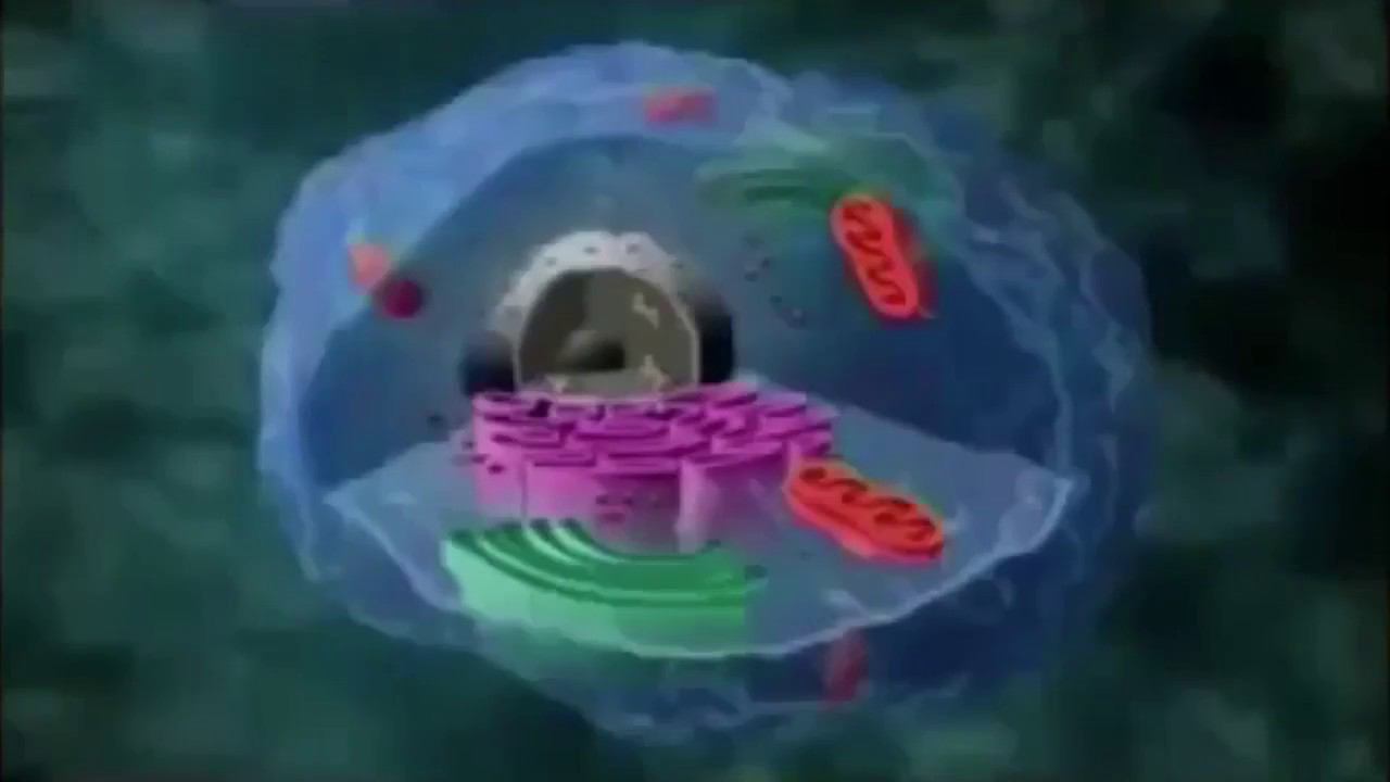 Полипренолы и Долихол для Anti Age