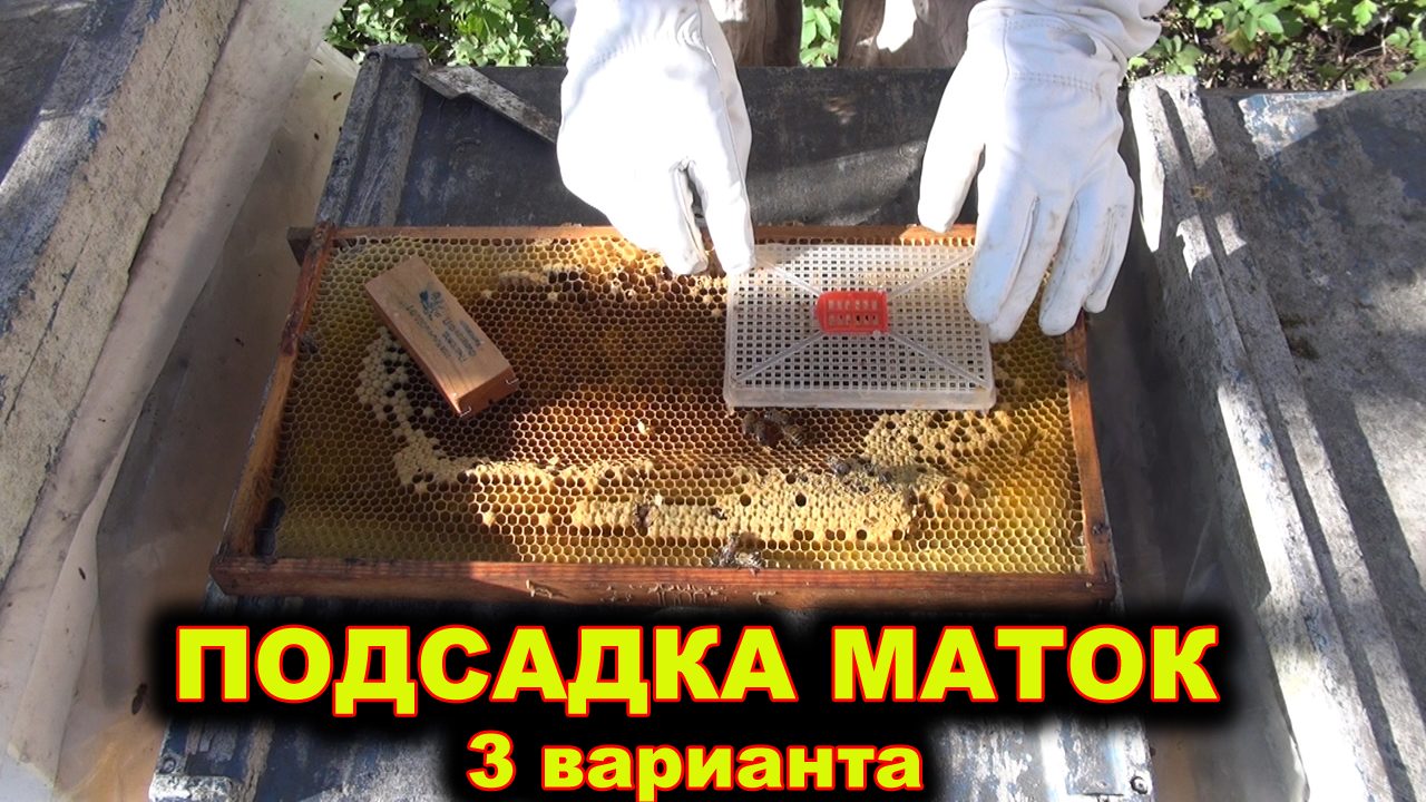 Подсадка маток. 3 варианта.