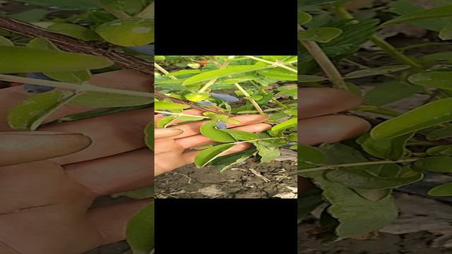 Жимолость югана спеет, точно перспективный сорт, 11 мая 24г