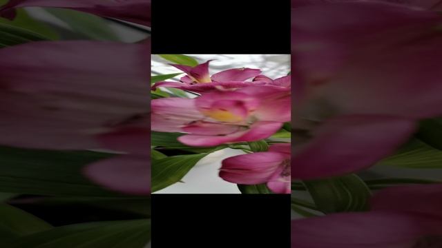 Зимние цветы