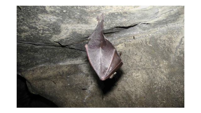 Лекция "Рукокрылые Сочинского национального парка"