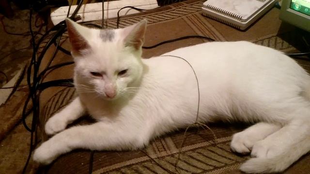 Православный котик Тишка