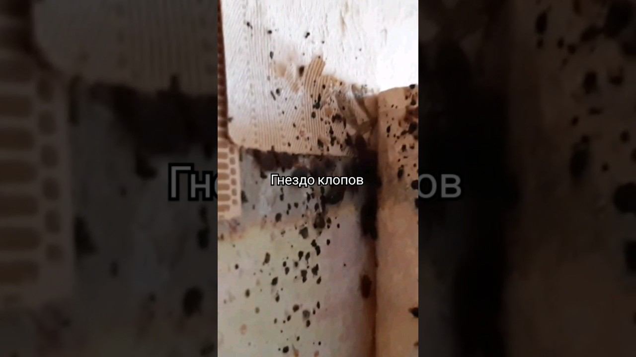 Гнездо клопов|Подпишись |#клопы #гнездоклопов