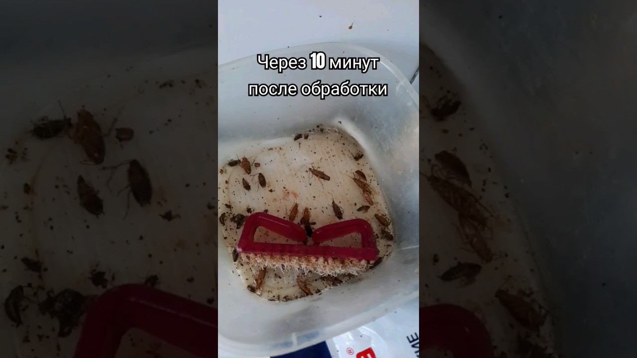 Тараканы после обработки|Подпишись | #тараканы #тараканывквартире