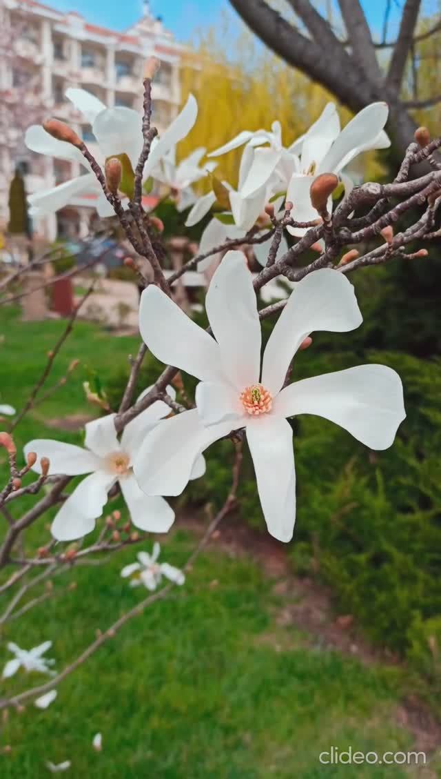 Нежная белая МАГНОЛИЯ в Феодосии