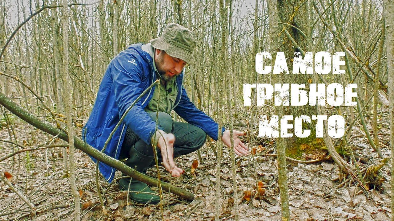 Где найти БОЛЬШЕ ВСЕГО ГРИБОВ в Подмосковье?! Раскрываю тайны грибных мест.