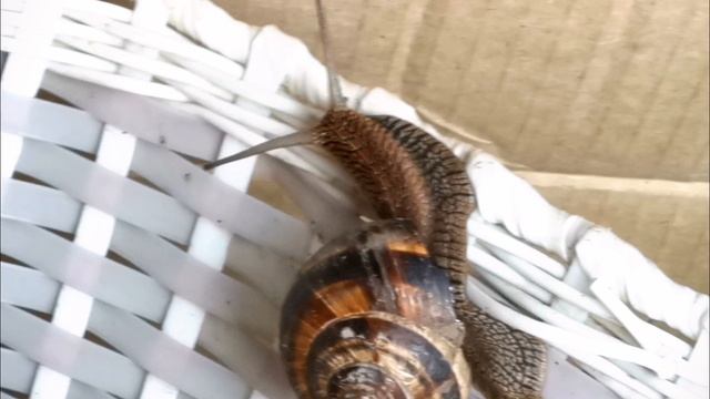 Улитка виноградная