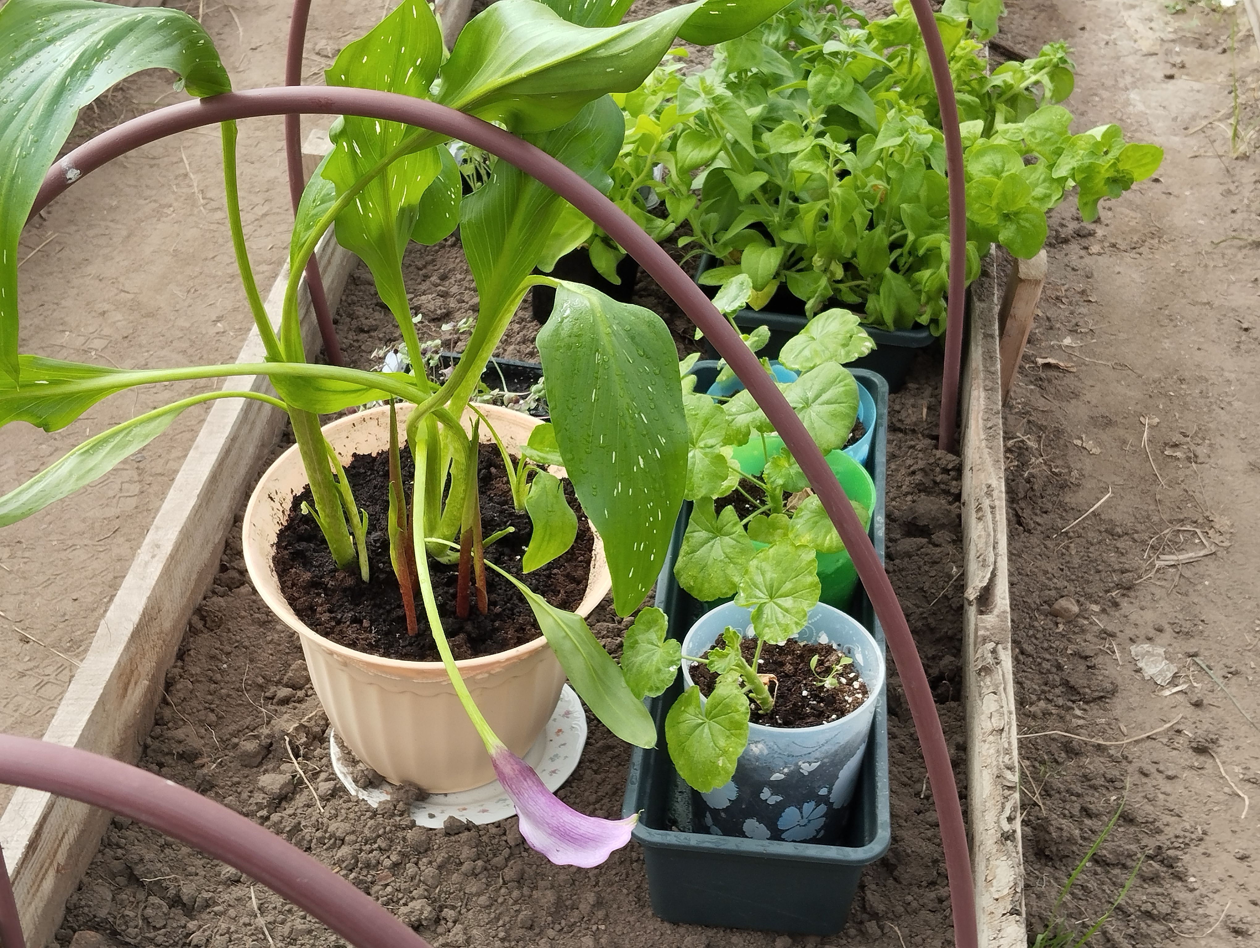 Обработка рассады цветов в теплице пересадка клубники флоксов