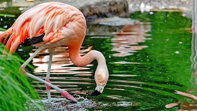 PINK FLOYD THE ENDLESS RIVER FULL ALBUM Tribute Part 1of 4 HOUR RELAXING MUSIC (3).mp4