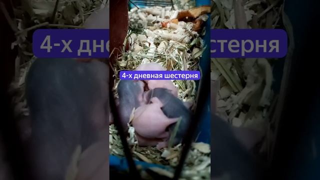 Их уже 17, все 3 хомячихи родили малышей