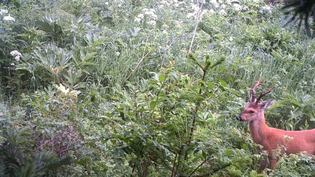 Самец косули.