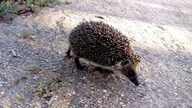 Ежик в Ботаническом Саду г. Симферополя.