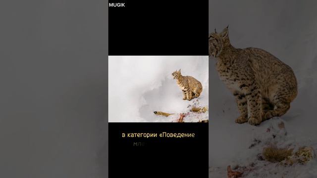 Победители конкурса World Nature Photography Awards 2024 #3
