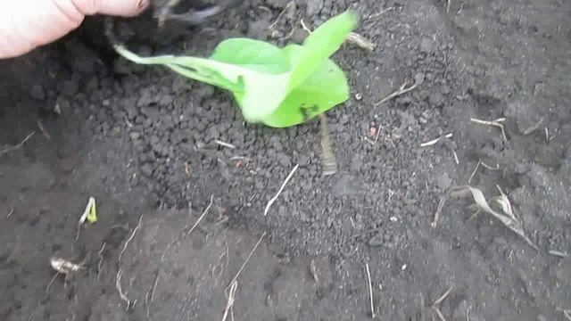 высаживаем табак в открытый грунт.