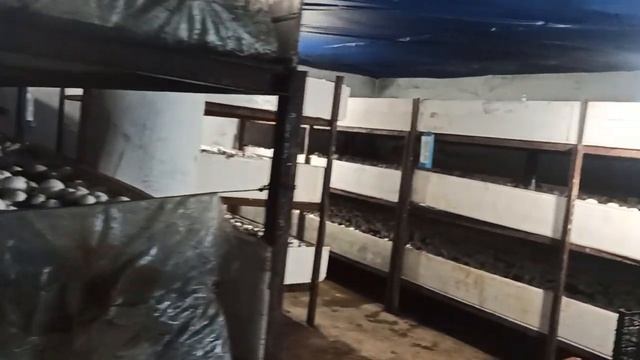 ДЕВУШКА ГРИБОВОД _! ВЫРАЩИВАЕТ ШАМПИНЬОНЫ _ 5 ТОНН