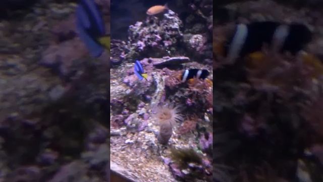 Рыбка Дори ))