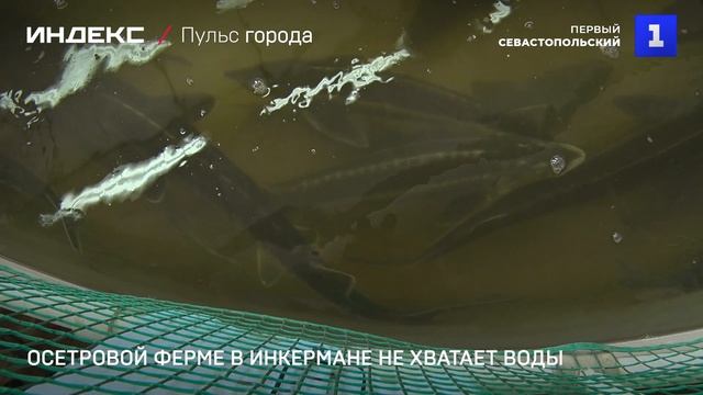 Осетровая ферма в Инкермане испытывает нехватку воды