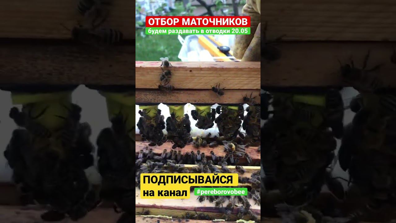 Отбор МАТОЧНИКОВ! #пасека #пчеловодство #bee