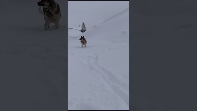 29 декабря 2023
Буся бывшая дикая собака
Благодаря команде "Да" Стала ручной 
и домашней лапочкой ?