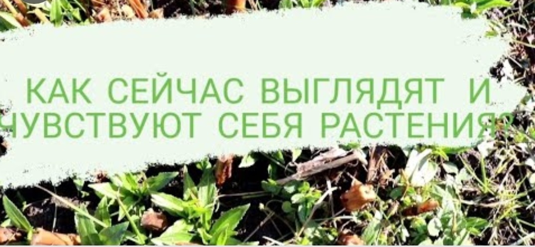 КАК СЕЙЧАС ВЫГЛЯДЯТ И ЧУВСТВУЮТ СЕБЯ РАСТЕНИЯ? 25.02.2022