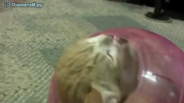 Котёнок в шаре.mp4