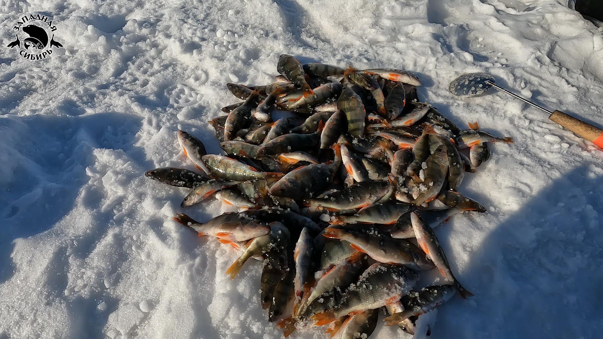 ЛЕСОТКА - ГРОЗА ОКУНЕЙ 😱 Пошел побезмотылить и напорол полосатых 💪